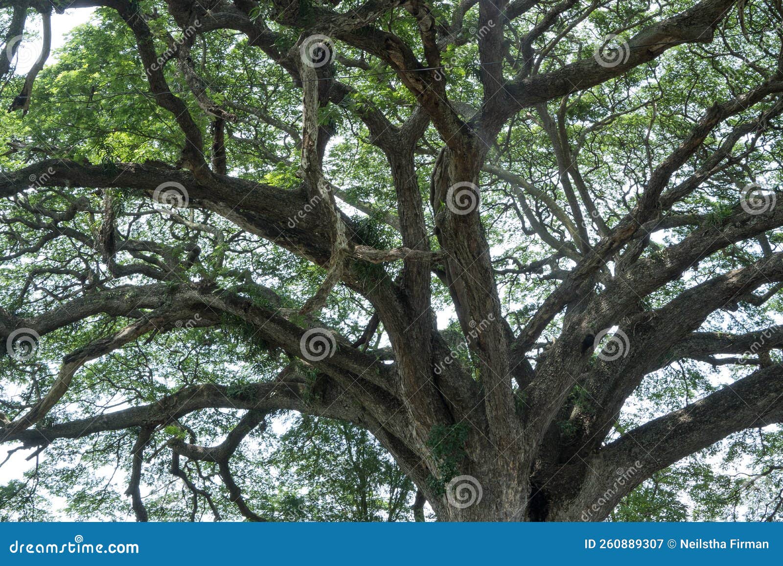 The Trembesi or Rain Tree or Samanea Tree in Lasem, Central Java Stock ...
