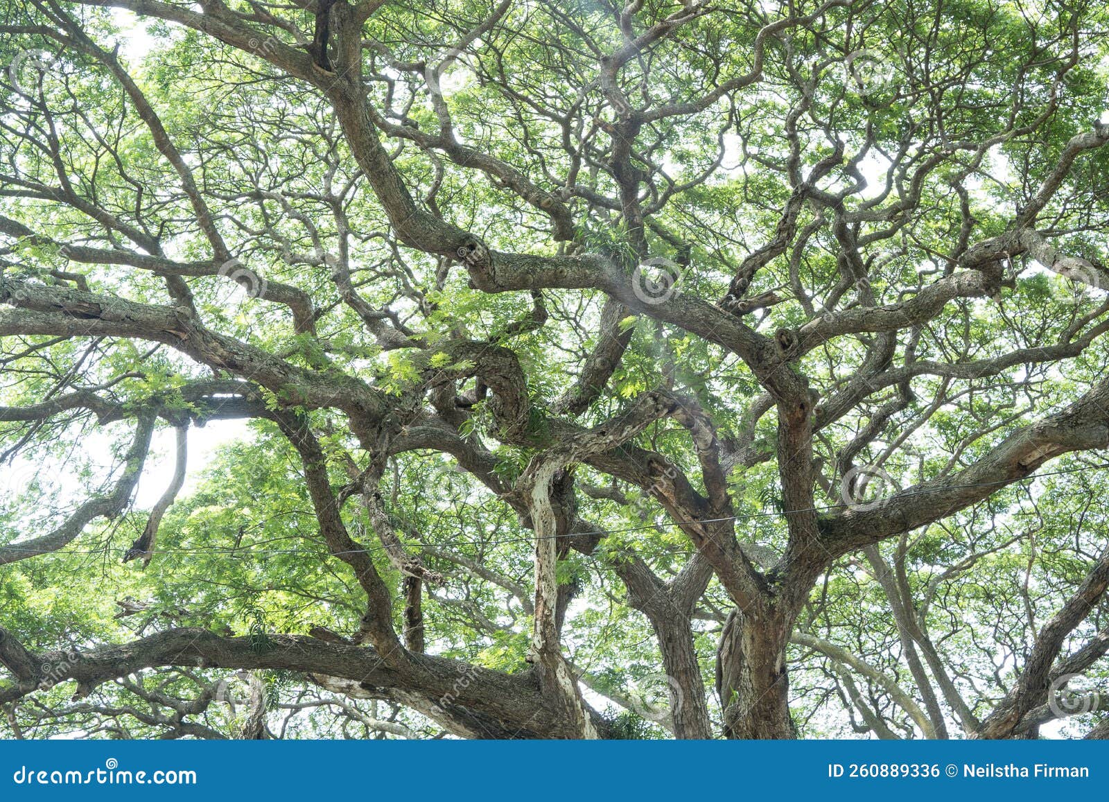 The Trembesi or Rain Tree or Samanea Tree in Lasem, Central Java Stock ...