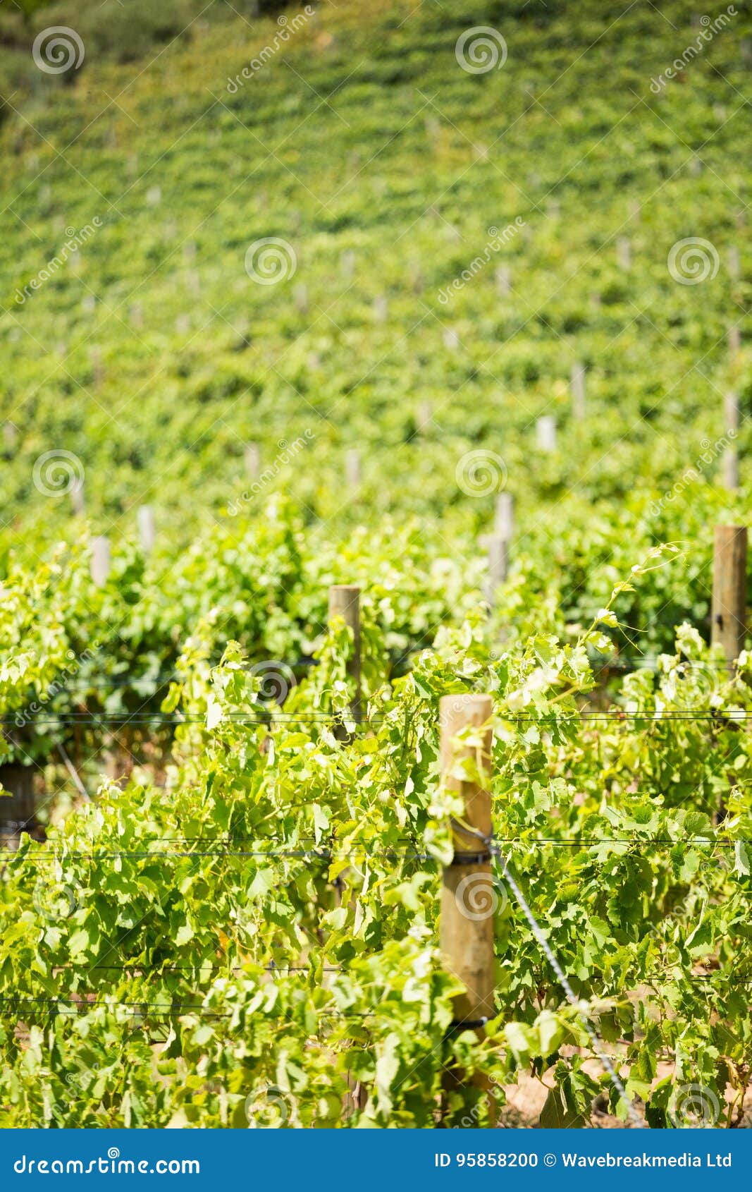Full Frame Shot of Vineyard Stock Photo - Image of backgrounds, green ...