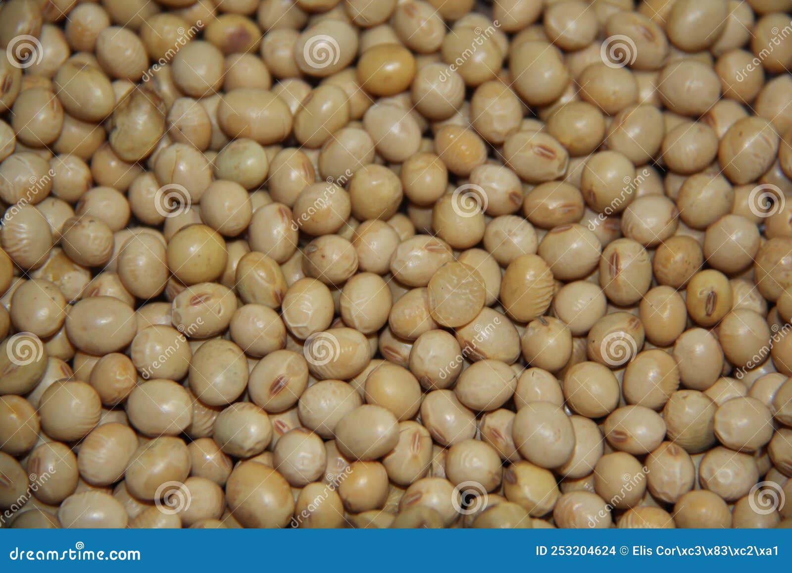 Full Frame of Soy Beans (Glycine Max). Organic and Fresh Stock Photo ...