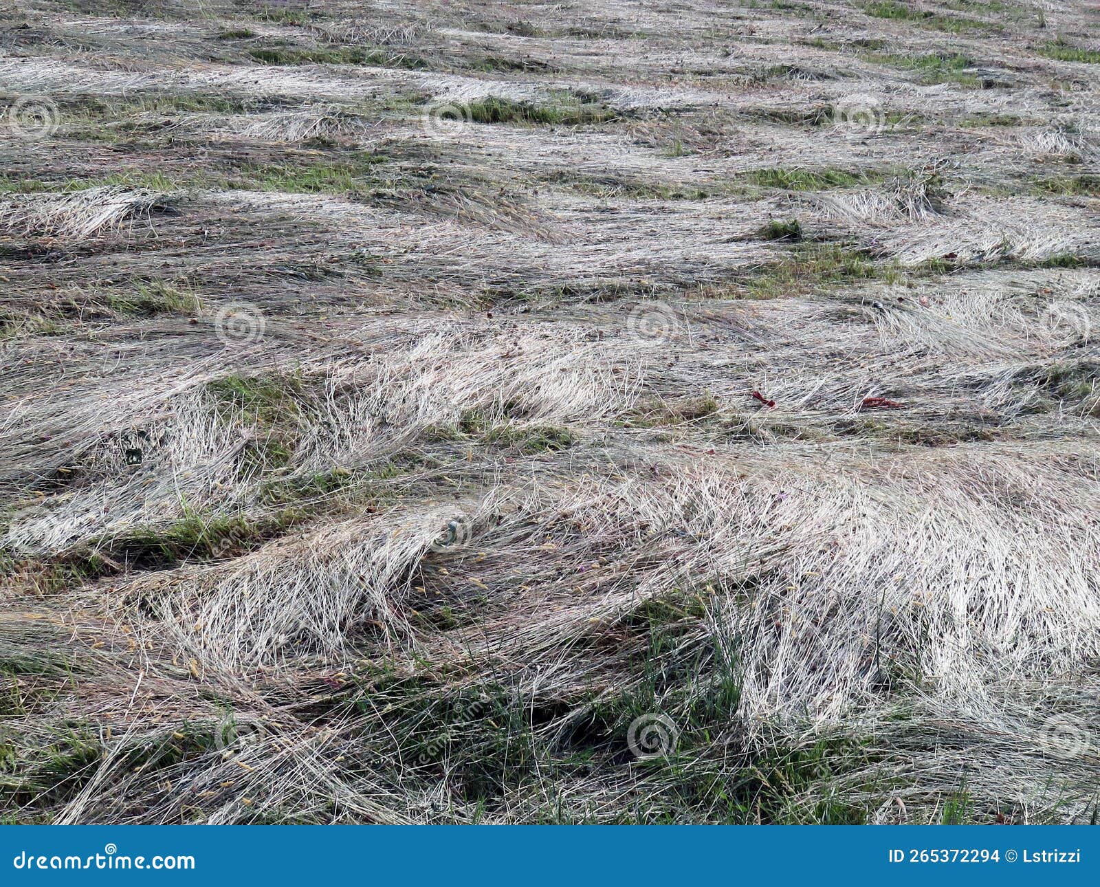 Full Frame Texture of the Soft Shapes of the Cut Grass in the Fields ...