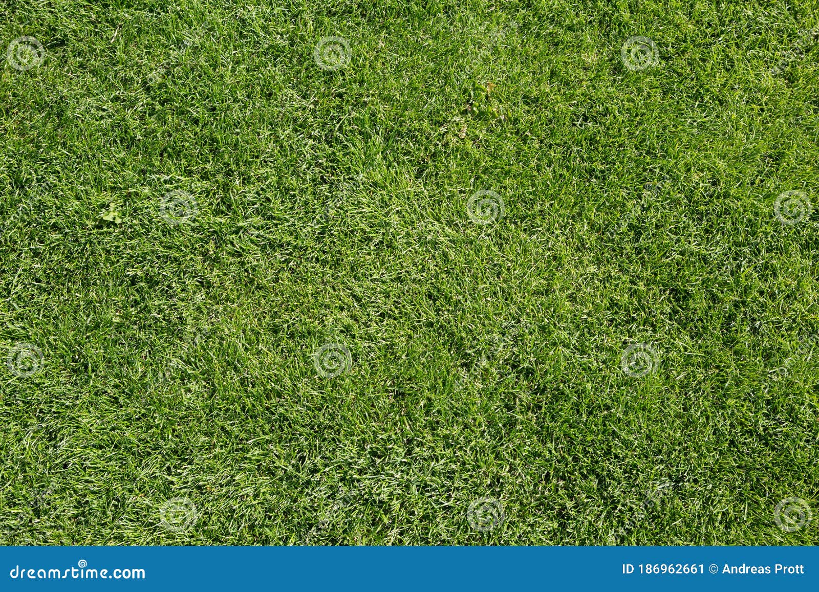 Full Frame Top View Image of Fresh Green Grass in a Stadium Stock Image ...