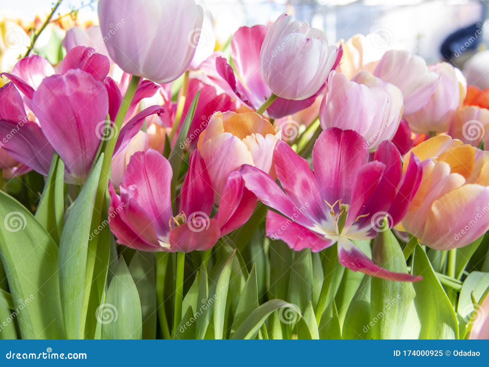 Full Frame Tulips As a Backdrop. Background of Spring Flowers Stock ...