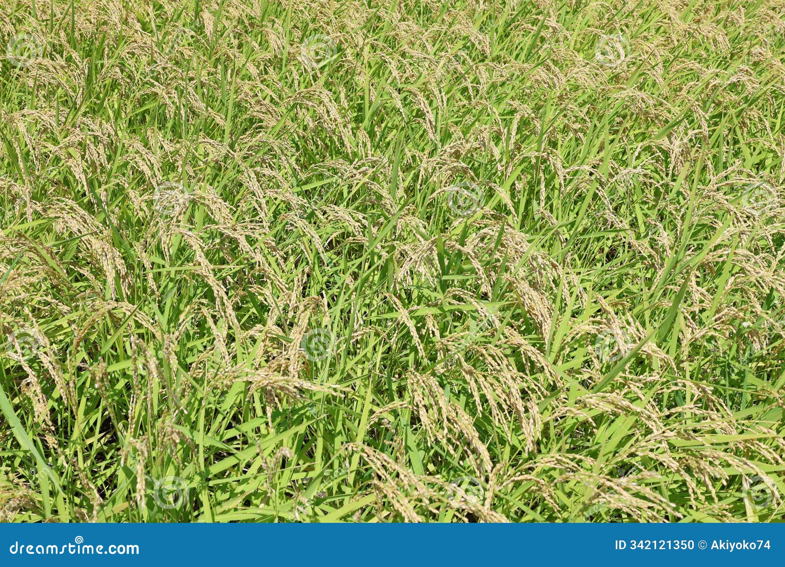 Full Frame View of Rice Paddy Fields in Stock Photo - Image of flower ...