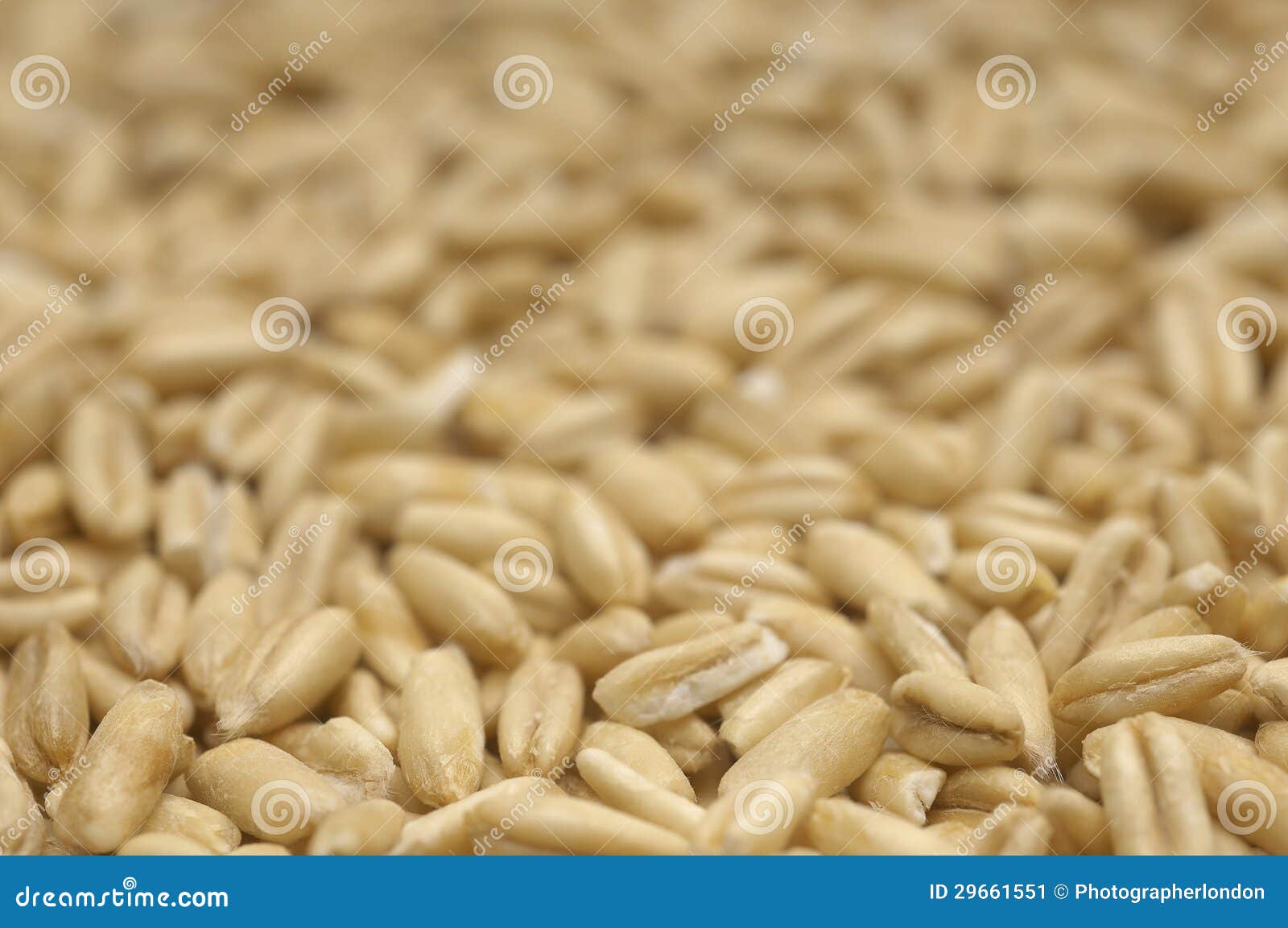 Full Frame of Wheat Grains stock image. Image of produce - 29661551