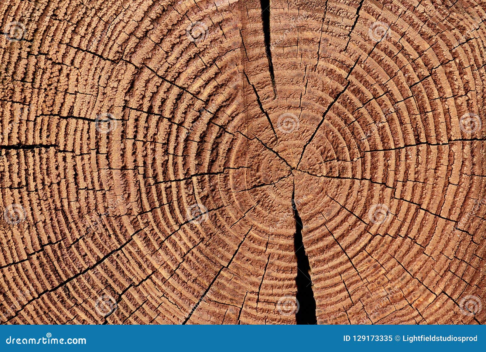 Full Frame of Wooden Stump Texture Stock Image - Image of wallpaper ...