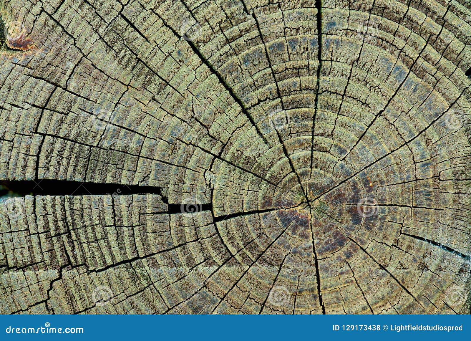 Full Frame of Wooden Stump Texture Stock Photo - Image of copyspace ...