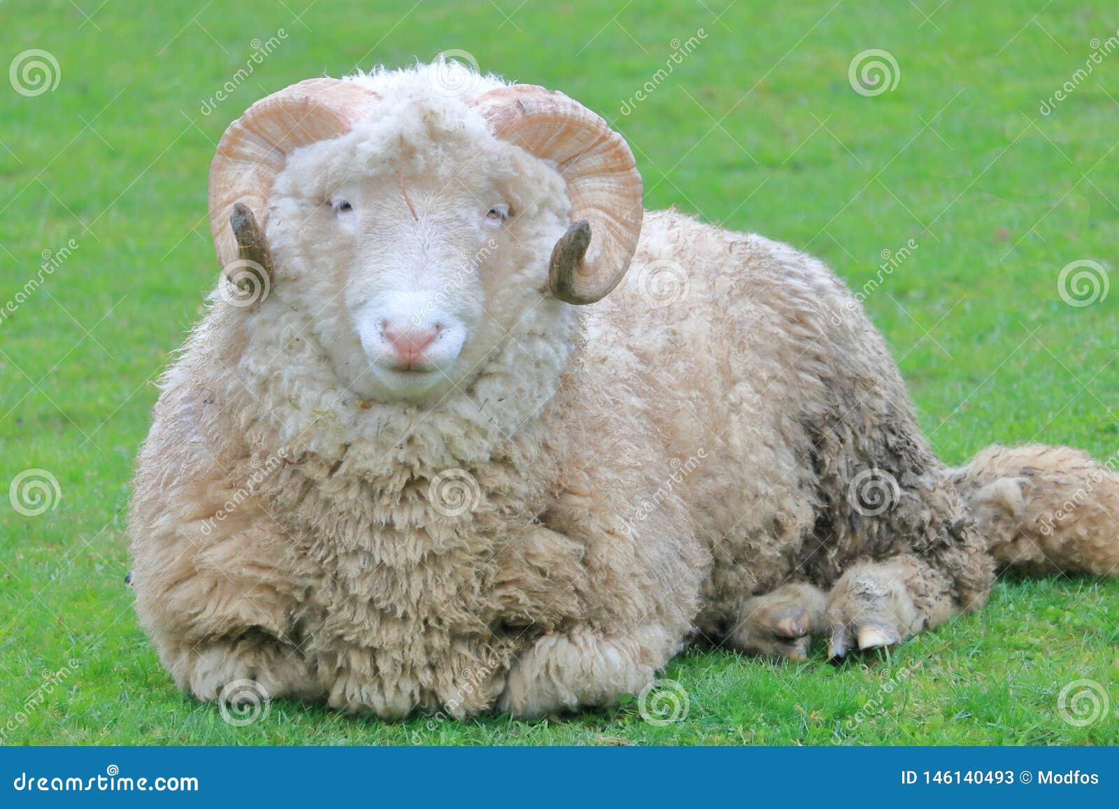 Full Front View of a Sheep stock image. Image of horns - 146140493