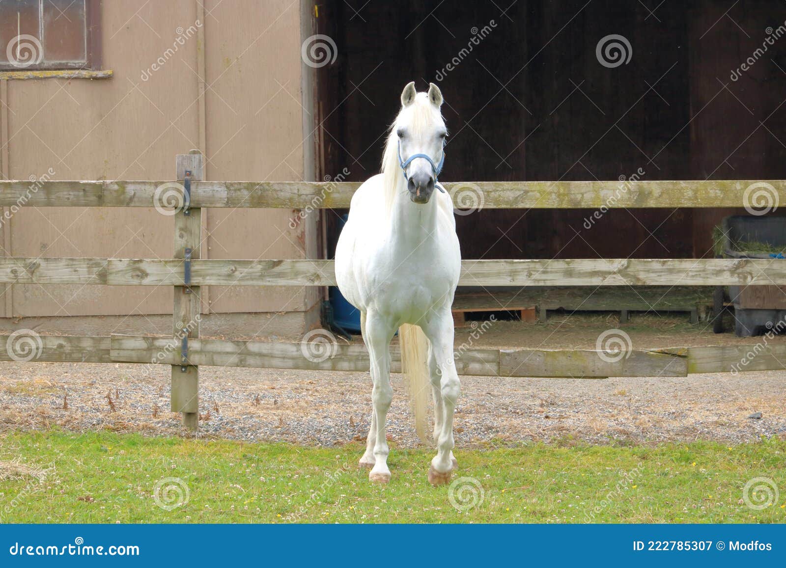 Full Front View of White Mare Stock Image - Image of mare, curious ...