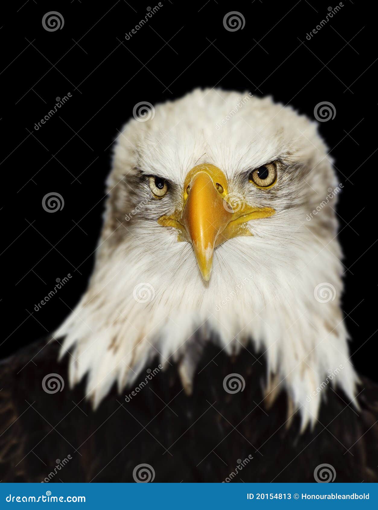 Full Frontal Portrait of American Bald Eagle Stock Image - Image of national, eyes: 20154813