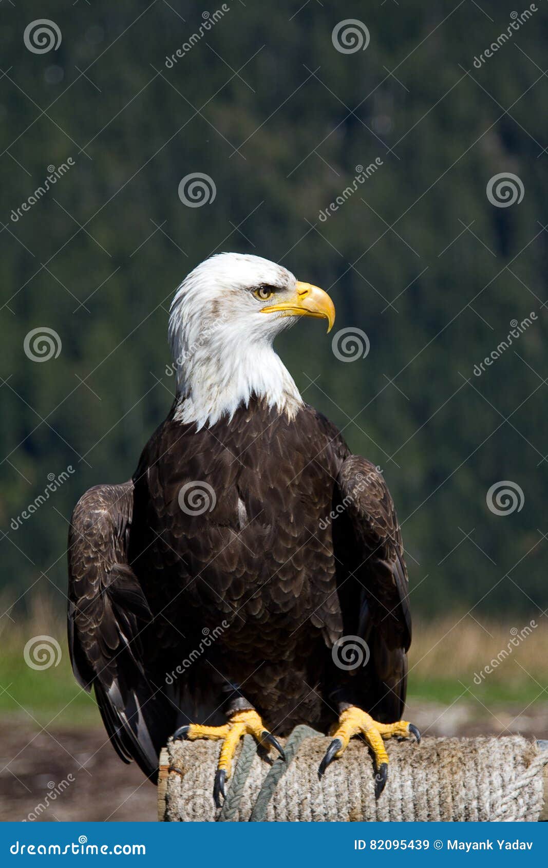Full Frontal Shot of a Bald Eagle Sitting at the Grouse Mountain ...