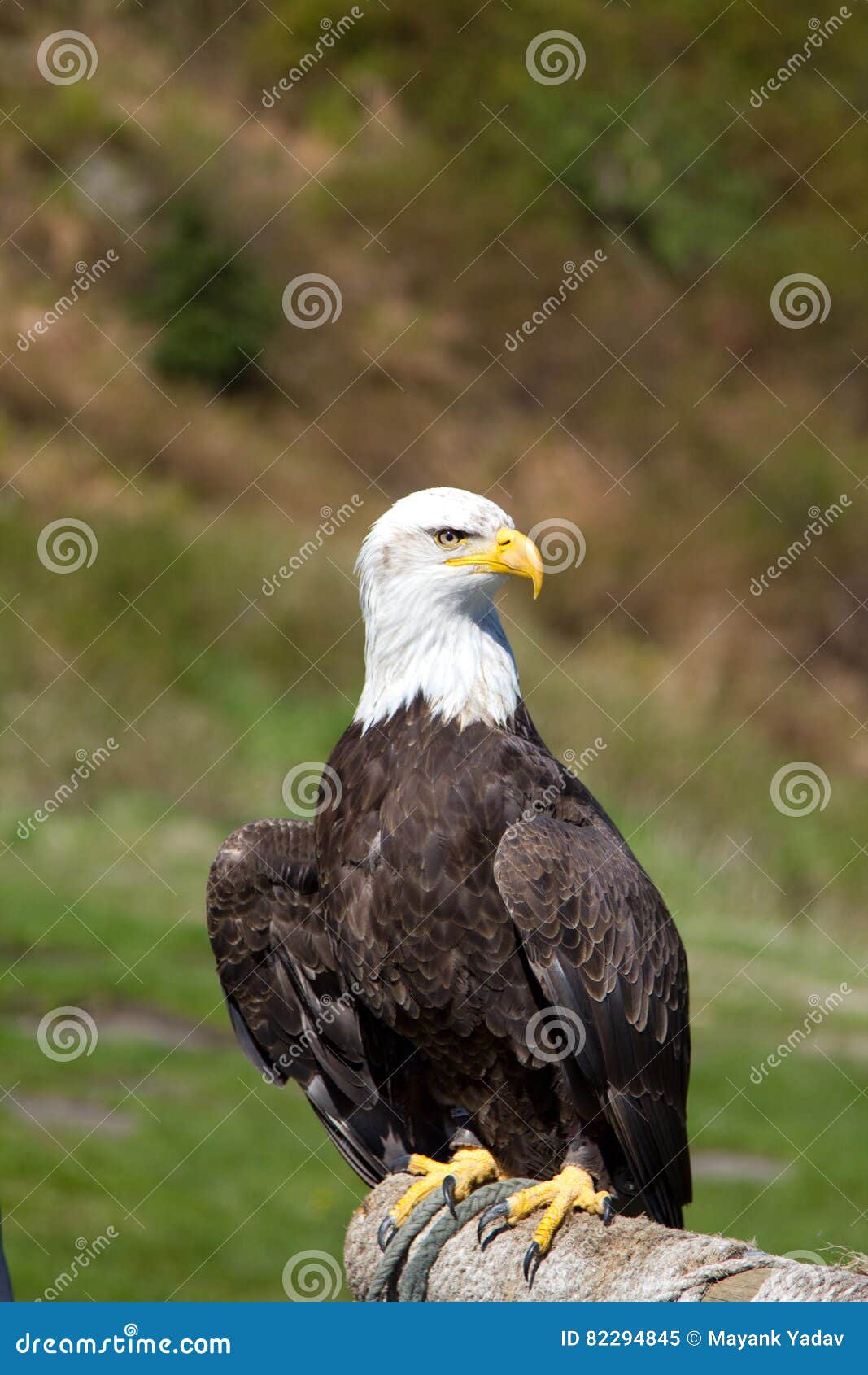 Full Frontal Shot of a Bald Eagle Sitting at the Grouse Mountain ...