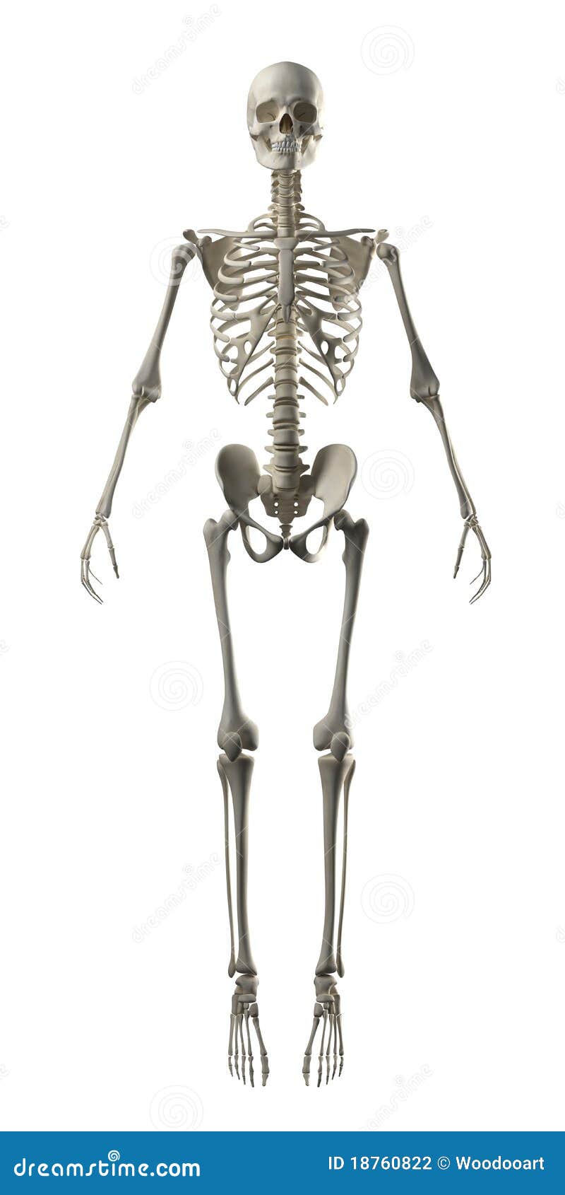Full Frontal Skeleton stock illustration. Illustration of body - 18760822