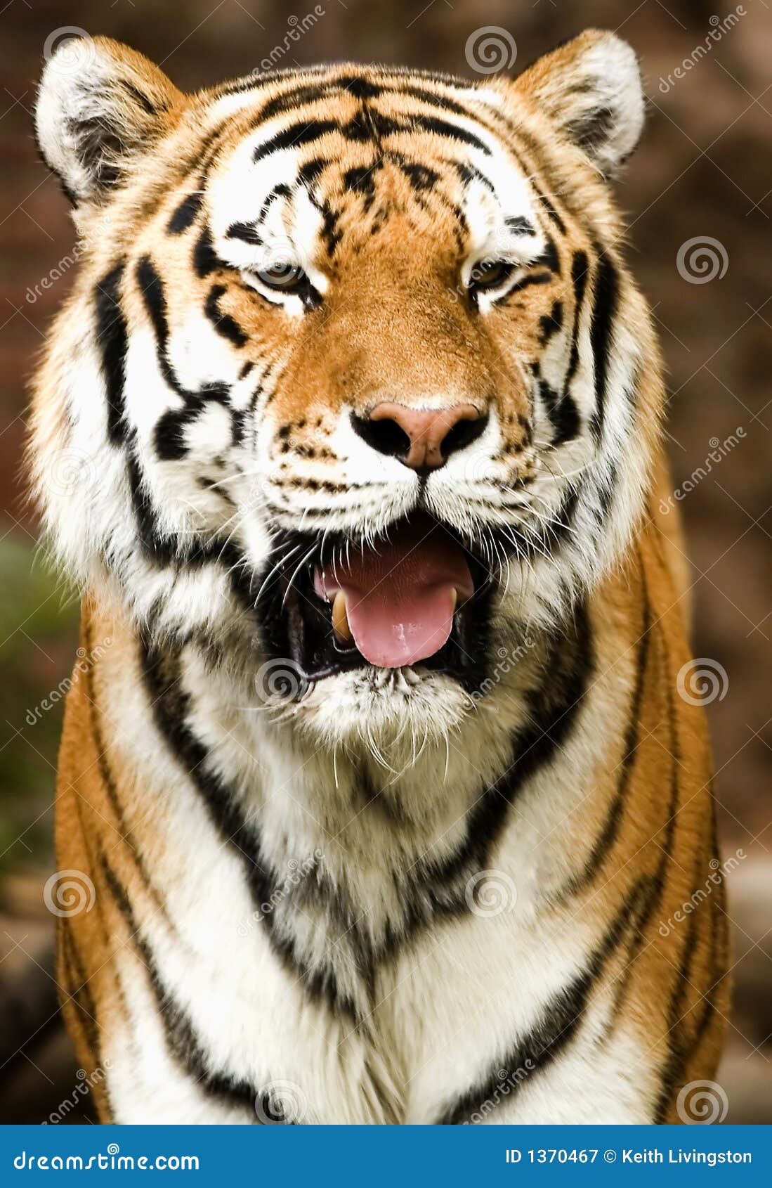 Full Frontal Tiger stock image. Image of play, forest - 1370467