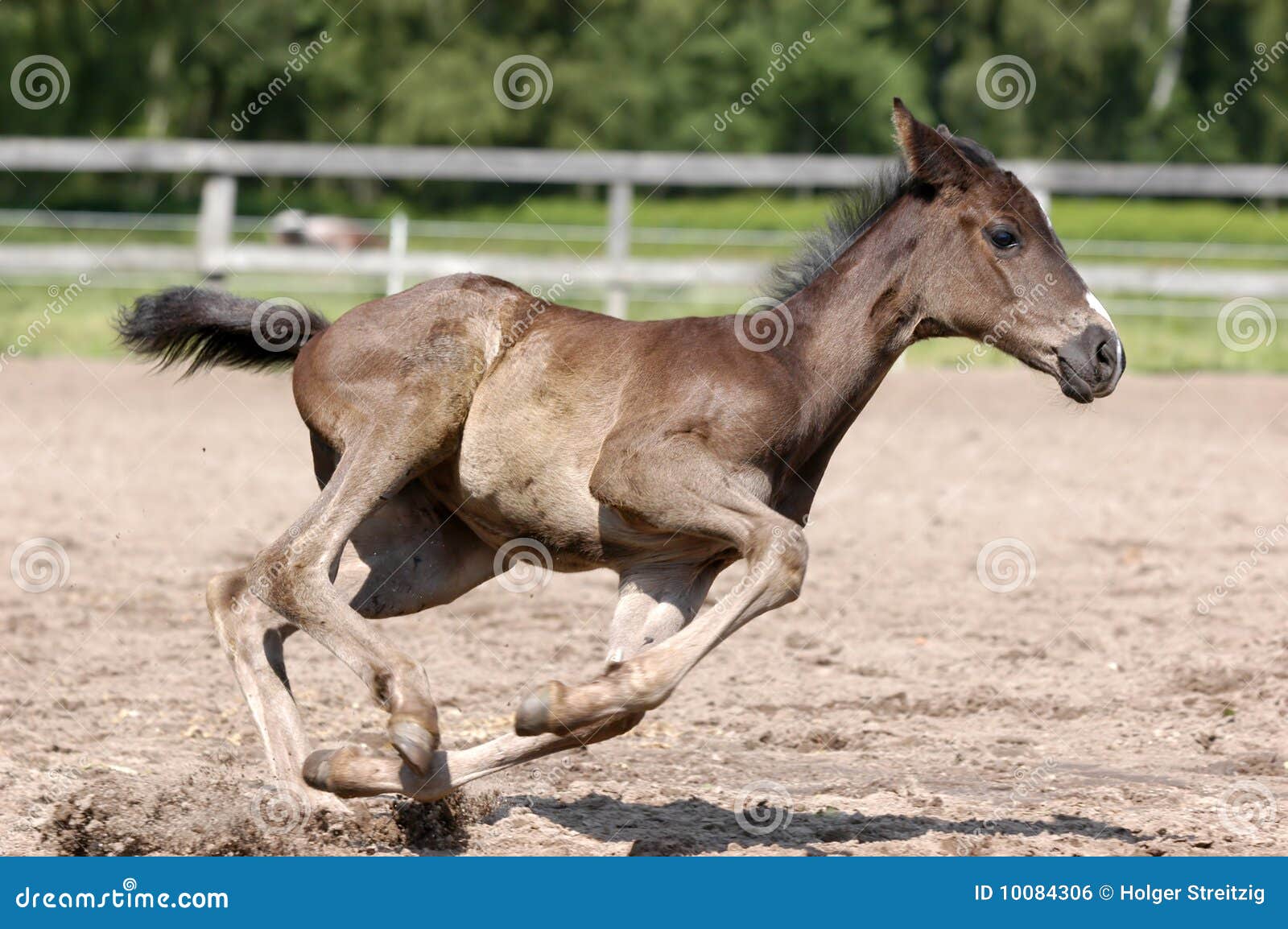 Full gallop stock photo. Image of horse, mammals, paddock - 10084306