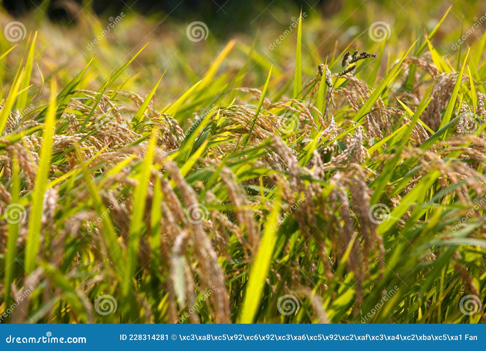 Full Grains, Ears Hanging Down, Crops that are about To Mature, Rice ...