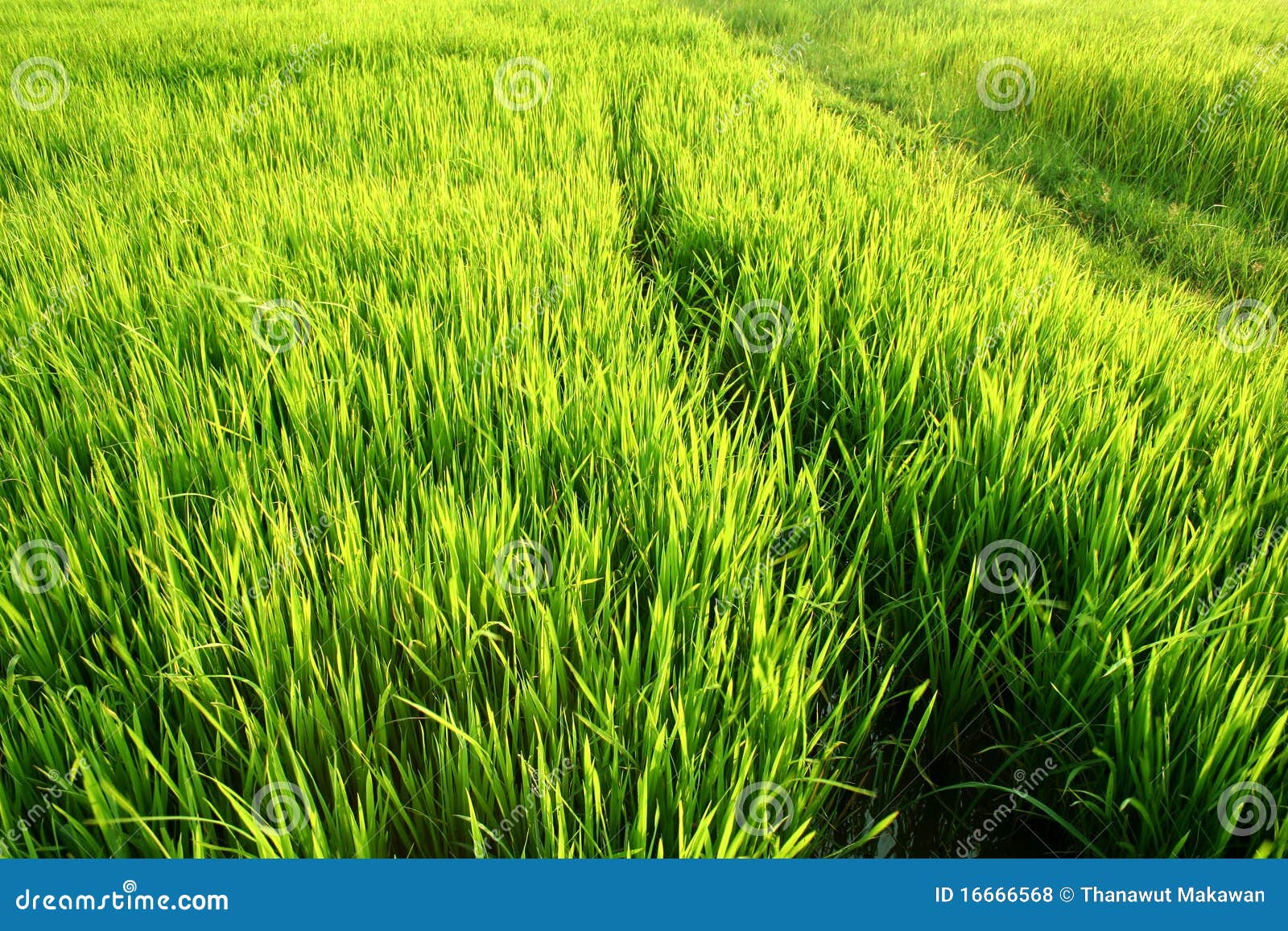 Full Green Rice Paddy Fields. Stock Photo - Image of climate, beautiful ...