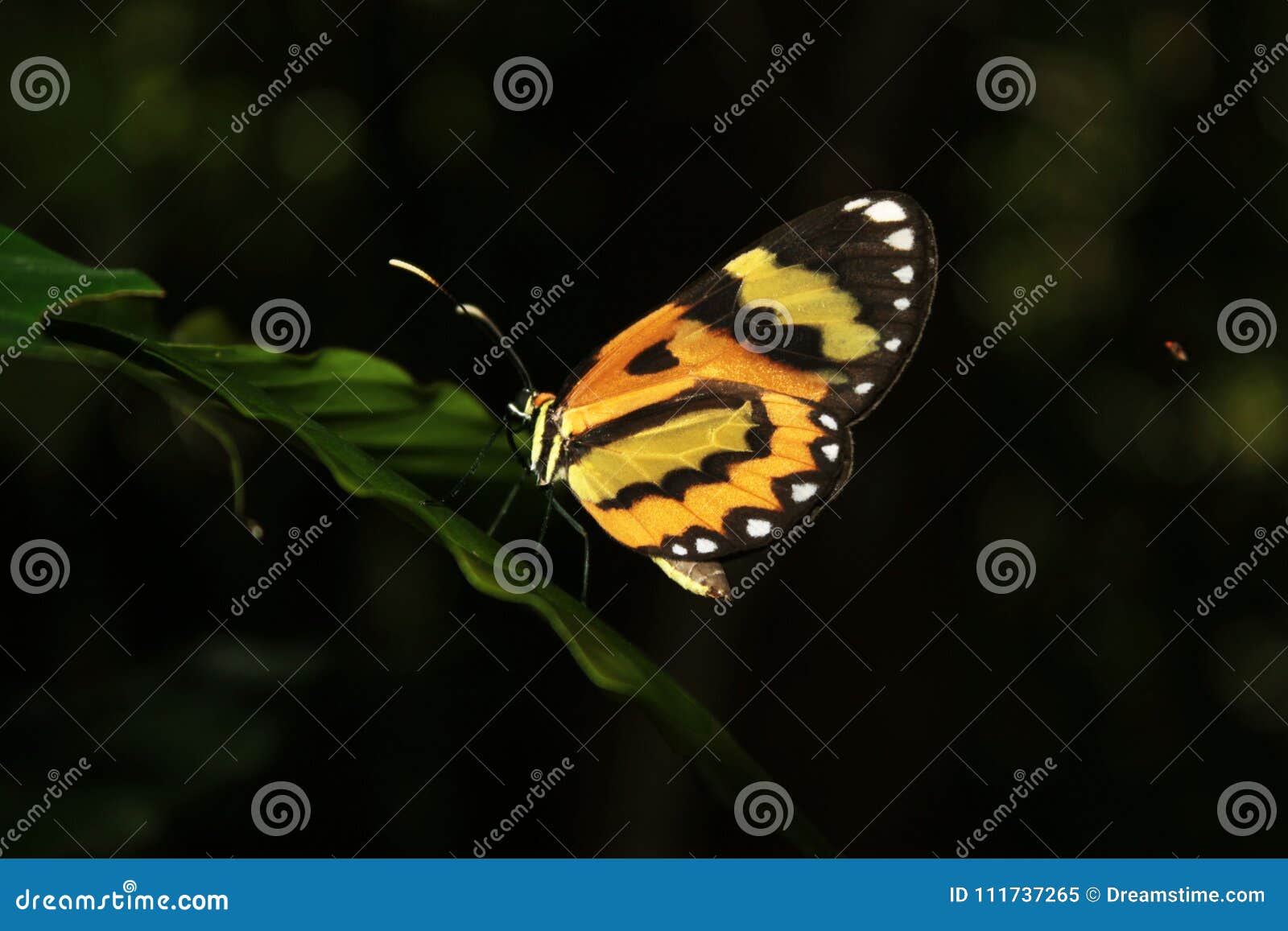 The Most Beautiful Butterfly in the Park Stock Image - Image of ...