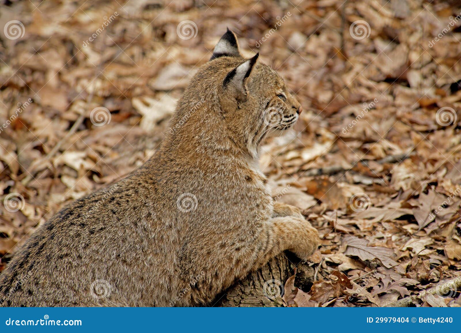 A Large Bobcat Poses on a Log. Stock Photo - Image of large, cropped ...