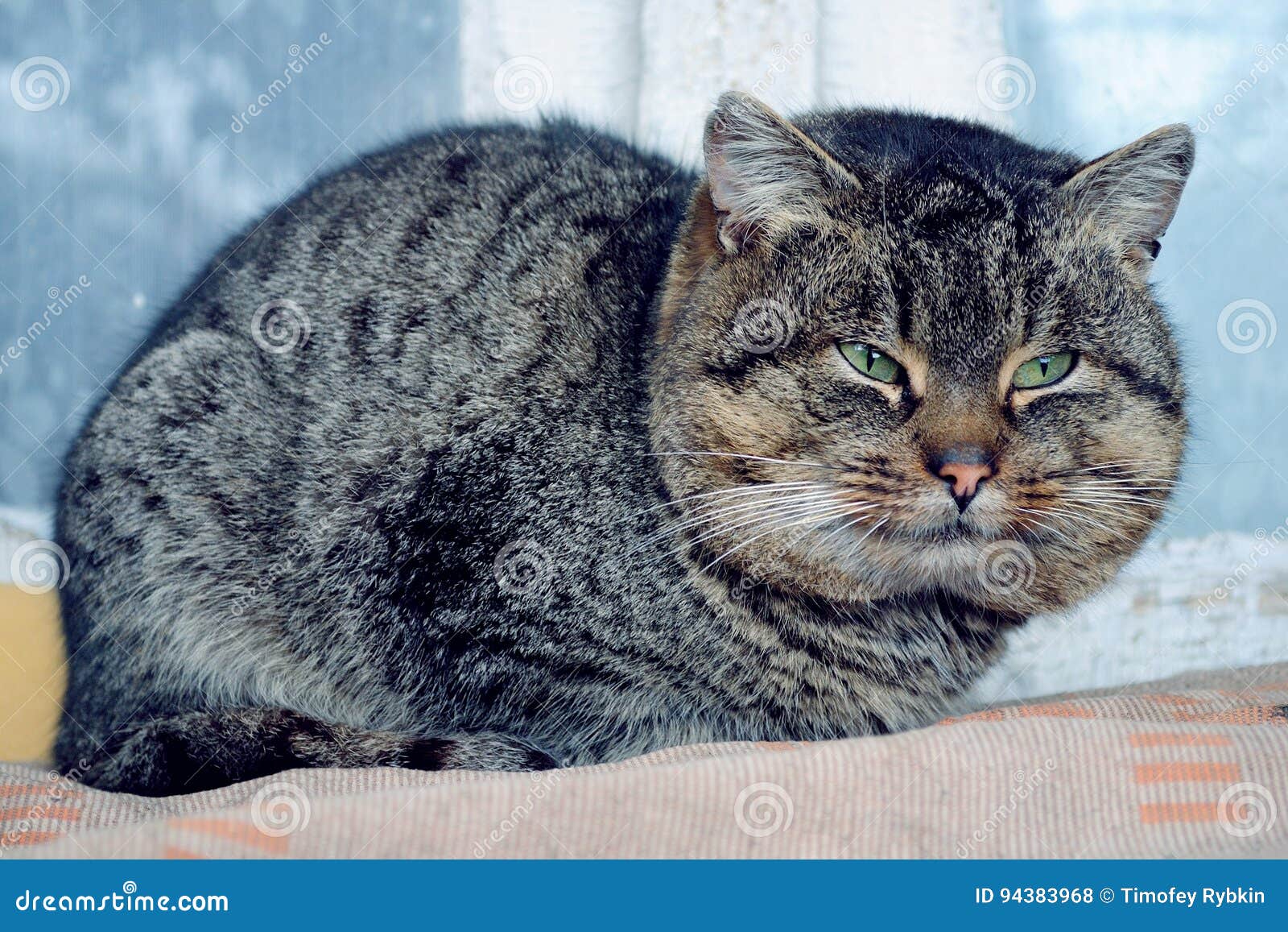 A Full-grown Cat after Eating Stock Photo - Image of health, heavy ...