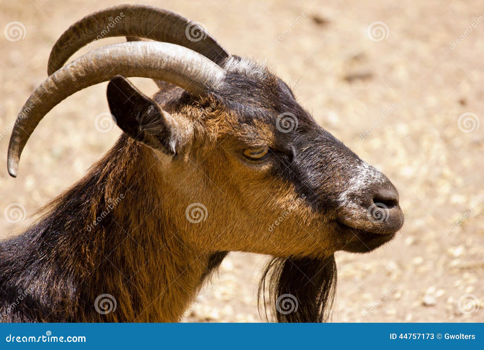 Full-grown domestic goat stock image. Image of grown - 44757173