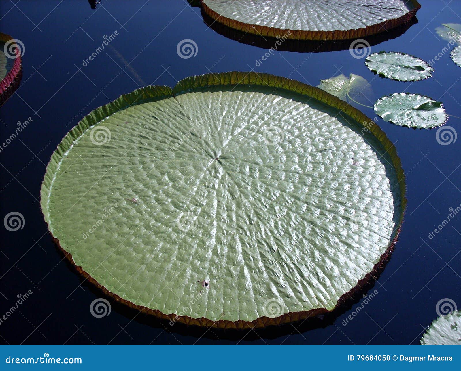 Full grown Lily Pad stock photo. Image of lily, grown - 79684050
