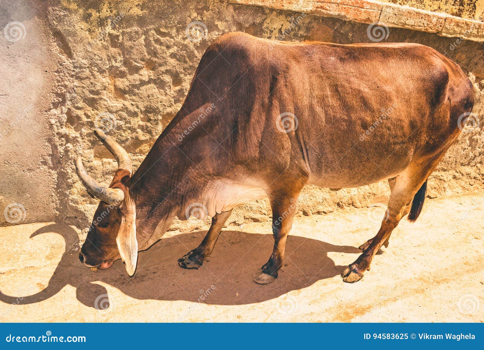 Full Grown Ox in the Village Stock Image - Image of gujarat, grass ...