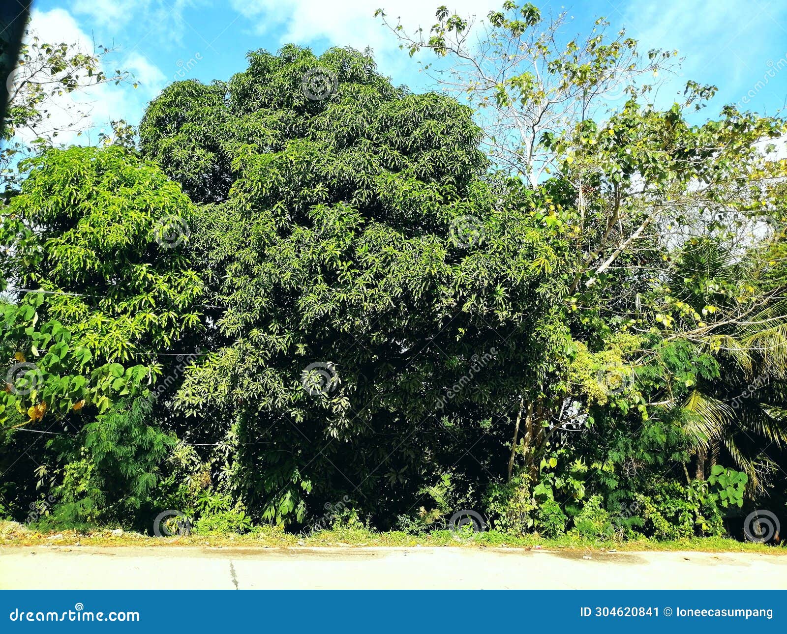 Full Grown Trees stock image. Image of clouds, trees - 304620841