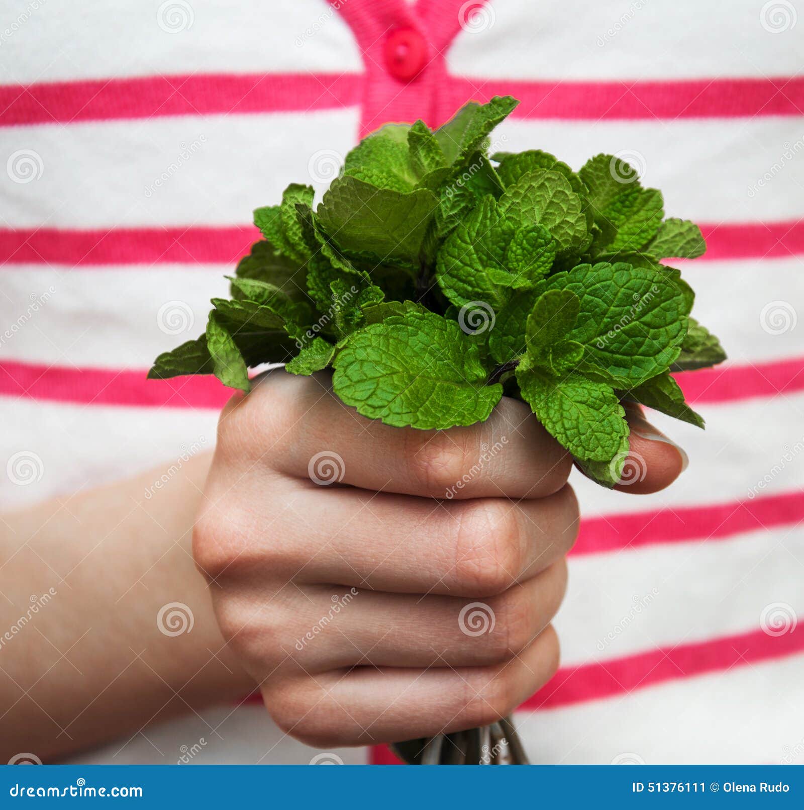 Full hands of mint stock image. Image of grow, garden - 51376111