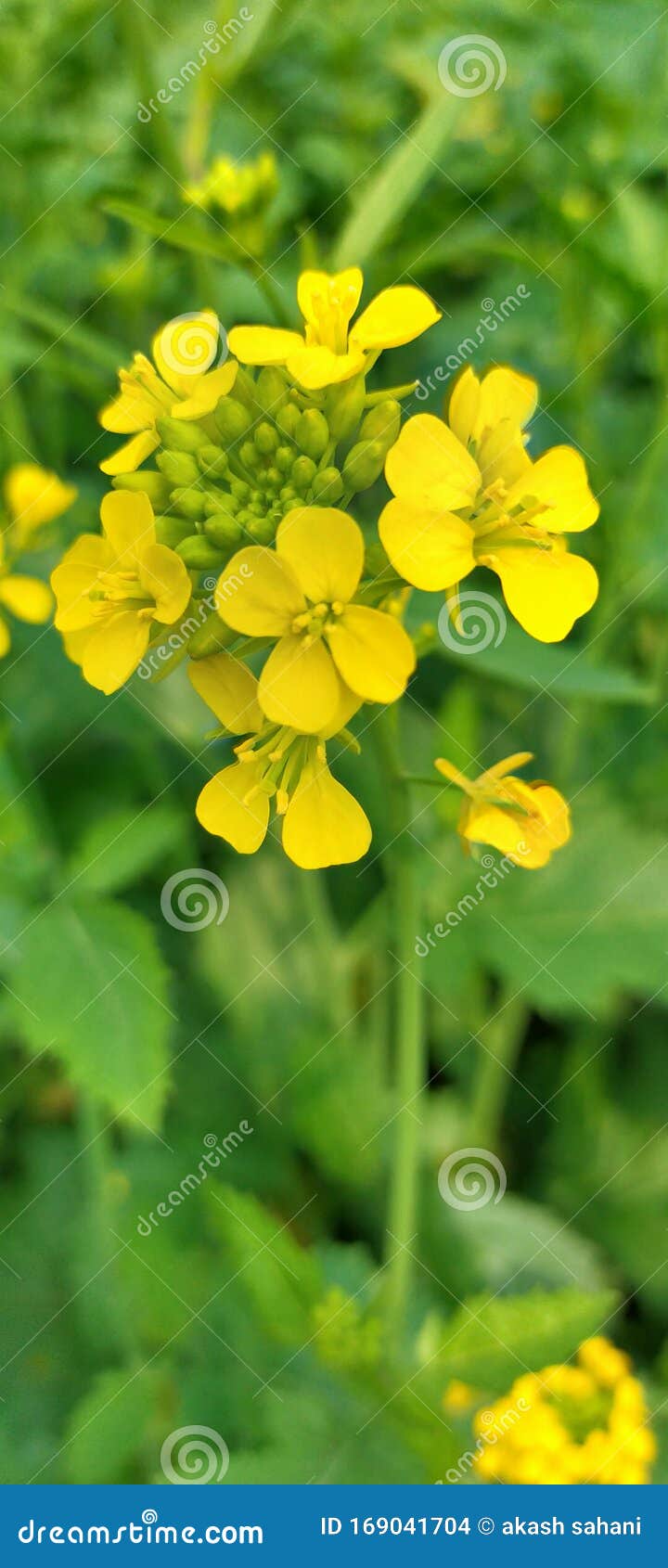 Full Hd Musterd Flower, Yellow Mustard Flowers, Yellow Flowers, Stock ...
