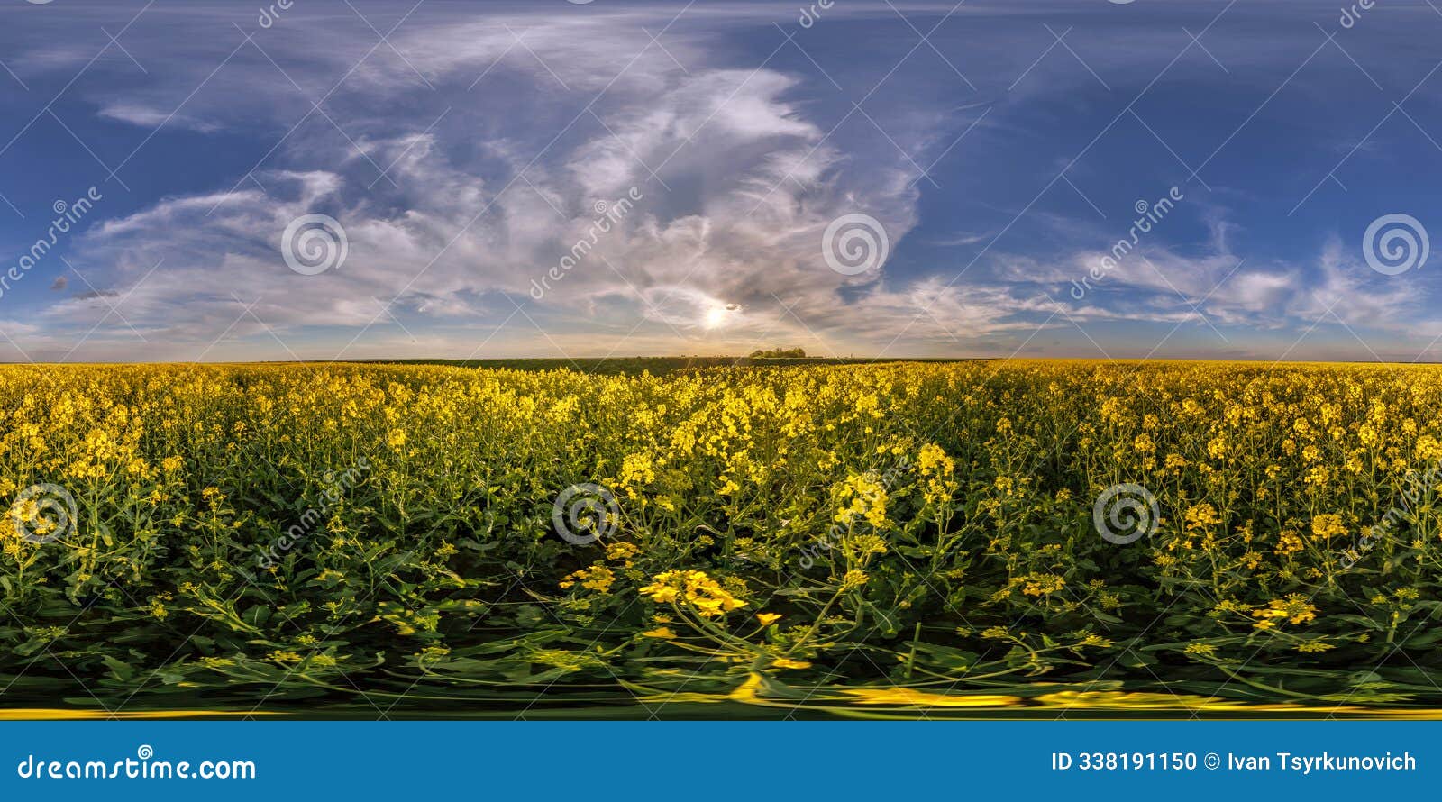 Full Hdri 360 Panorama View on among Rapeseed Canola Colza Fields in ...
