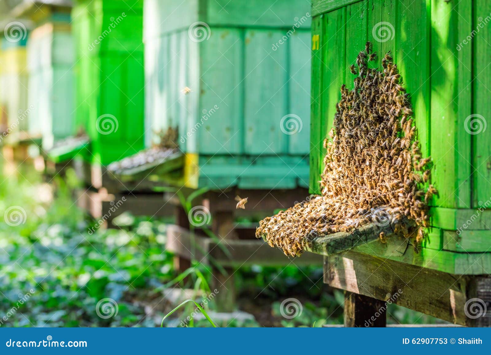 Full of Honey Beehives in Summer Stock Image - Image of apiculture ...