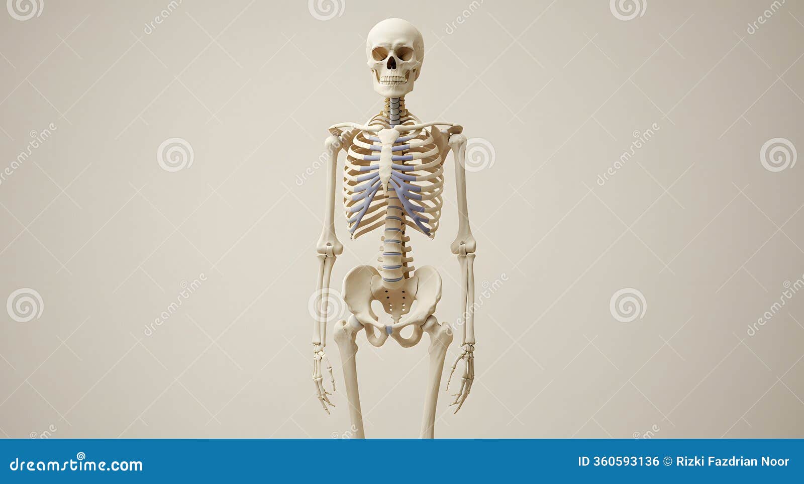 Full Human Skeleton Anatomical Model with Visible Ribs and Bone ...