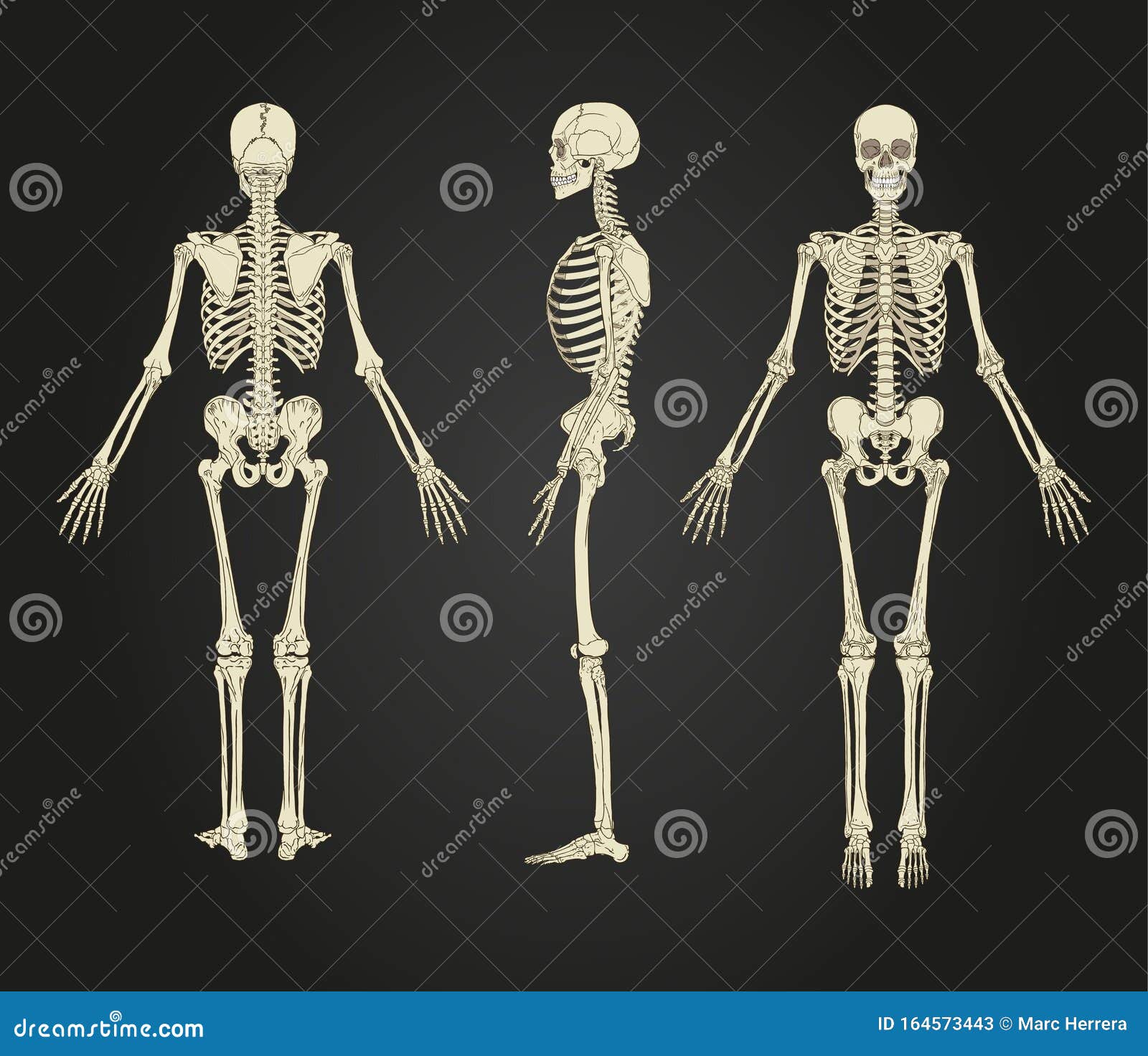 Full Human Icon. Trendy Flat Vector Full Human Icon On White Background ...