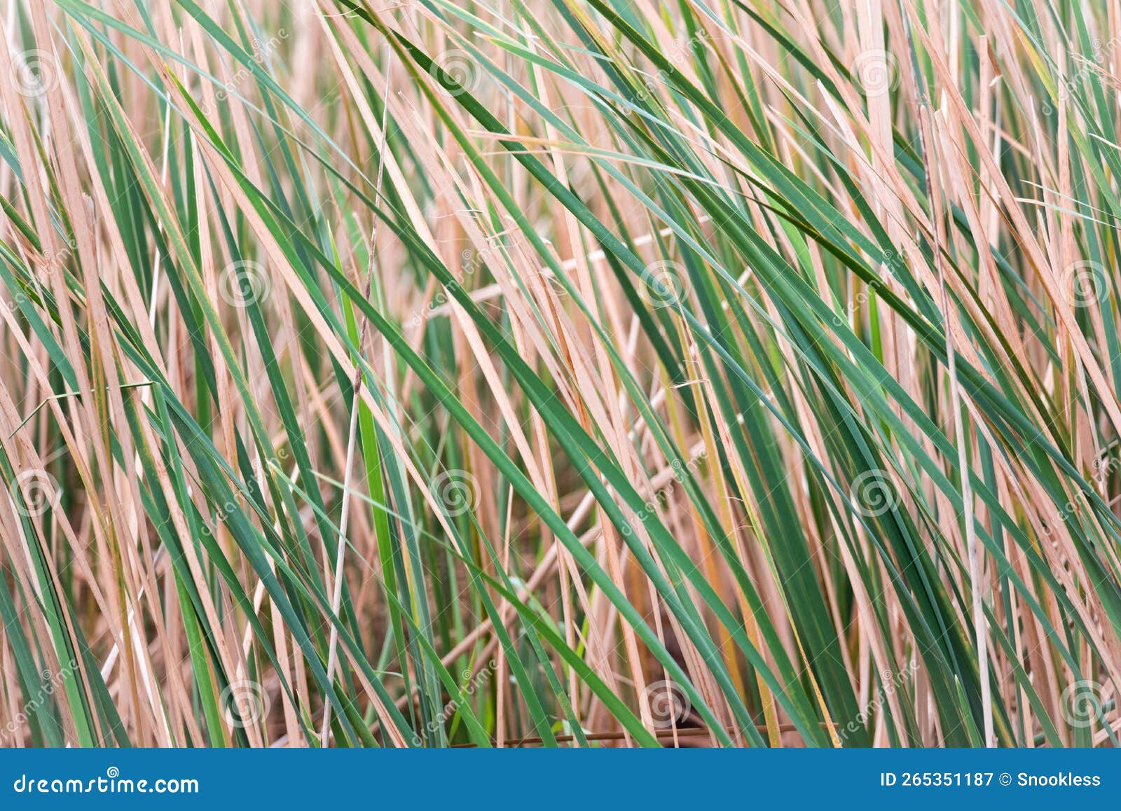 Cattails, Background, Blue, Vegetation, Cape Canaveral, Marsh, Florida ...