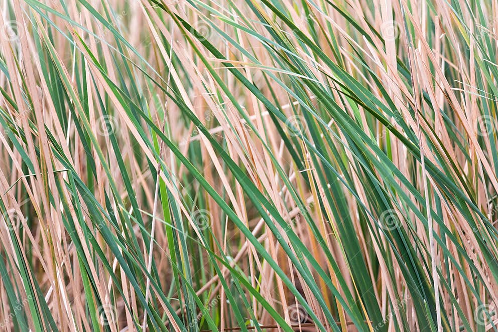 Cattails background stock image. Image of reed, environment - 265351187