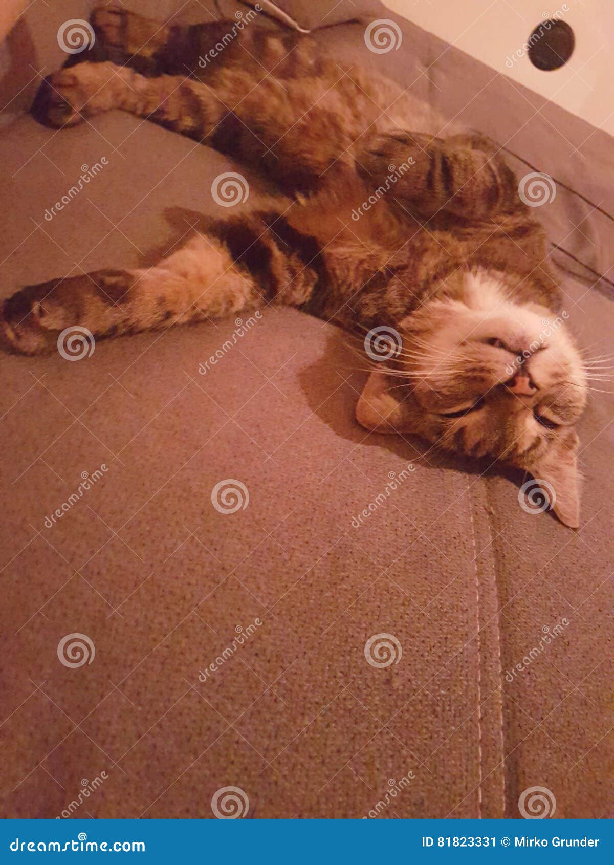 Full katt fotografering för bildbyråer. Bild av katt - 81823331