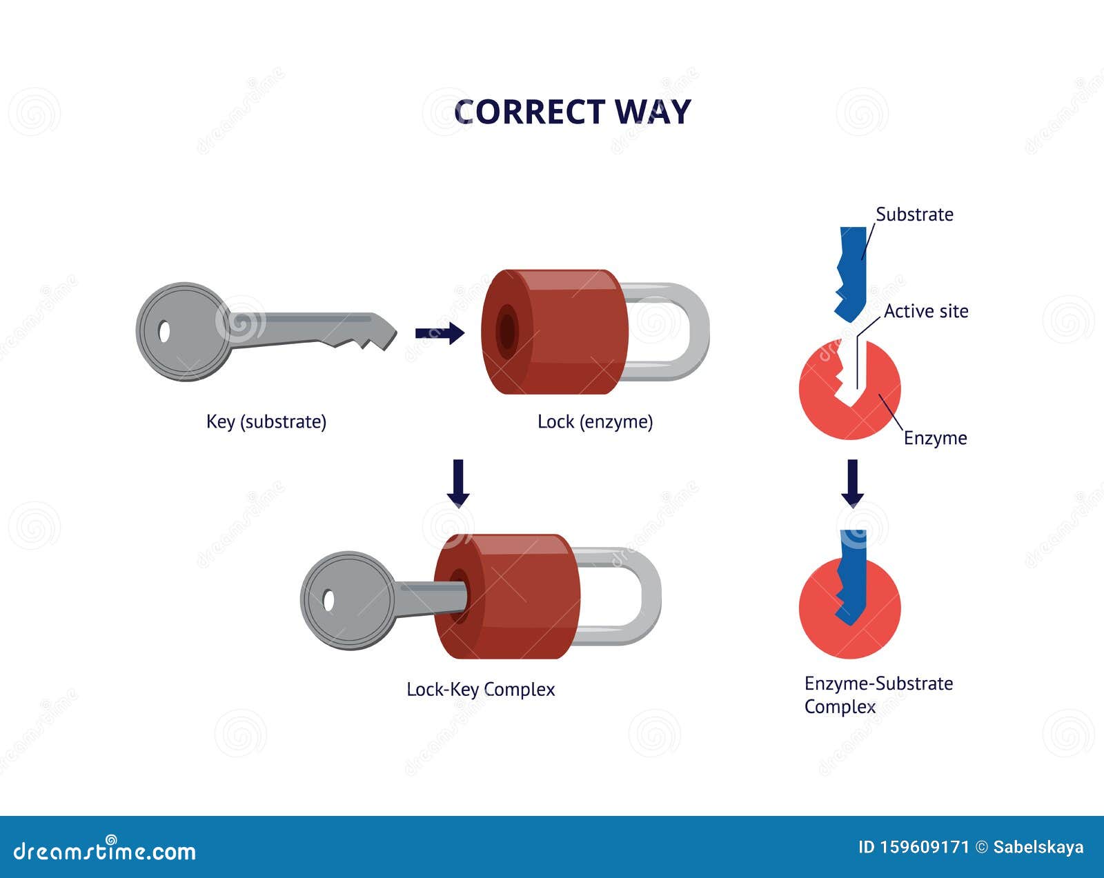 Diagram of Correct Enzyme and Substrate Interaction Vector Illustration ... Diagram of Correct Enzyme and Substrate Interaction Vector Illustration ...