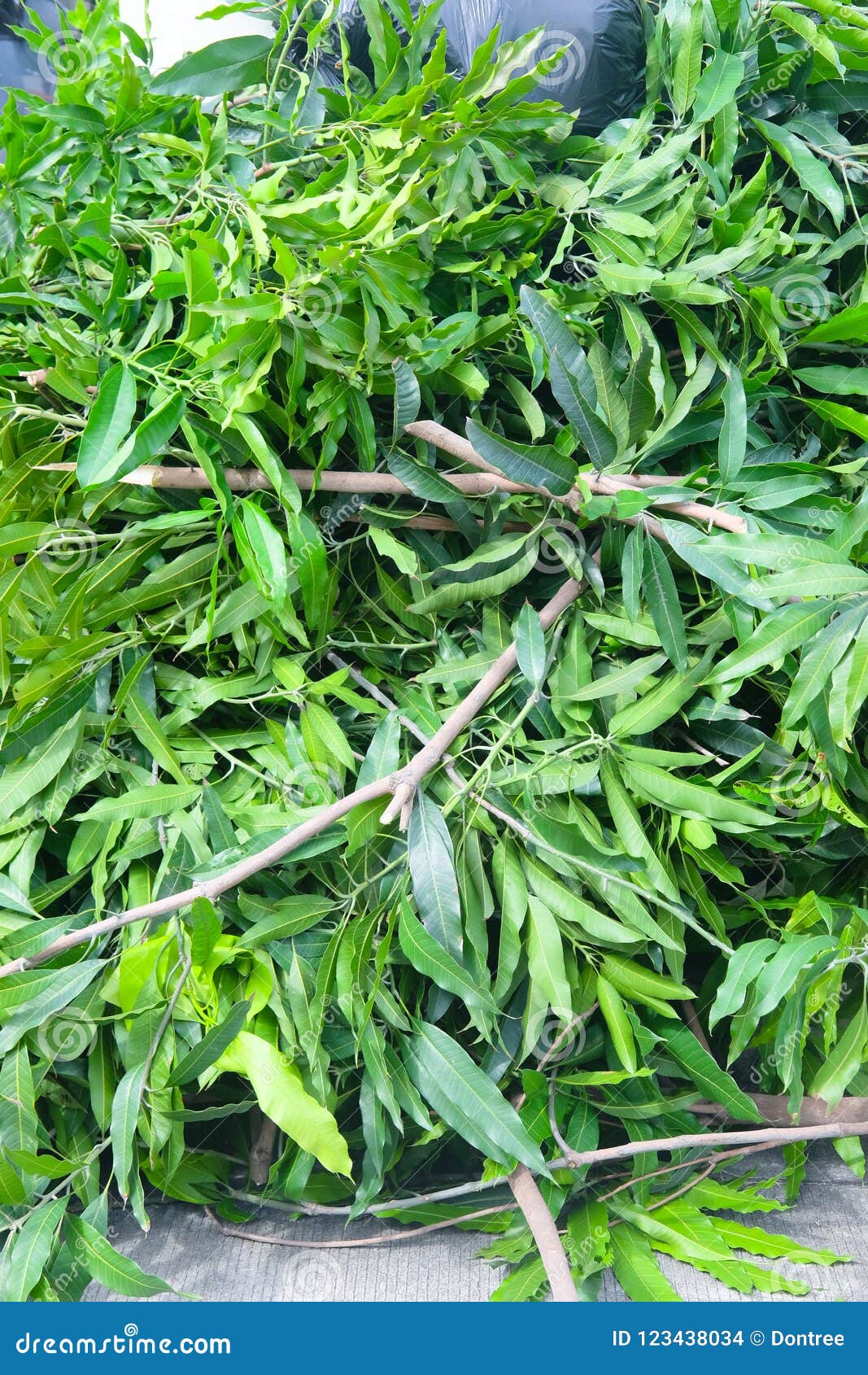 Full branches garbage stock photo. Image of agriculture - 123438034