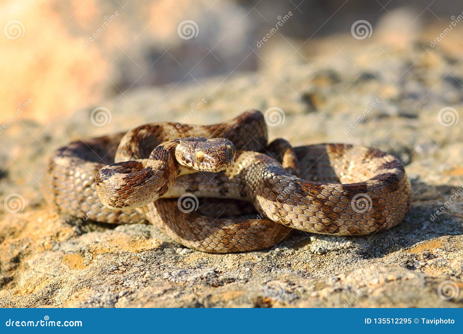 Full Length Cat Snake Looking at the Camera Stock Image - Image of ...