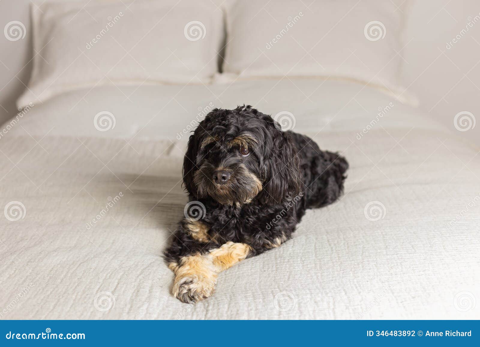 Black and Tan Cockapoo Lying Down on Bed with Paws Crossed Stock Photo ...