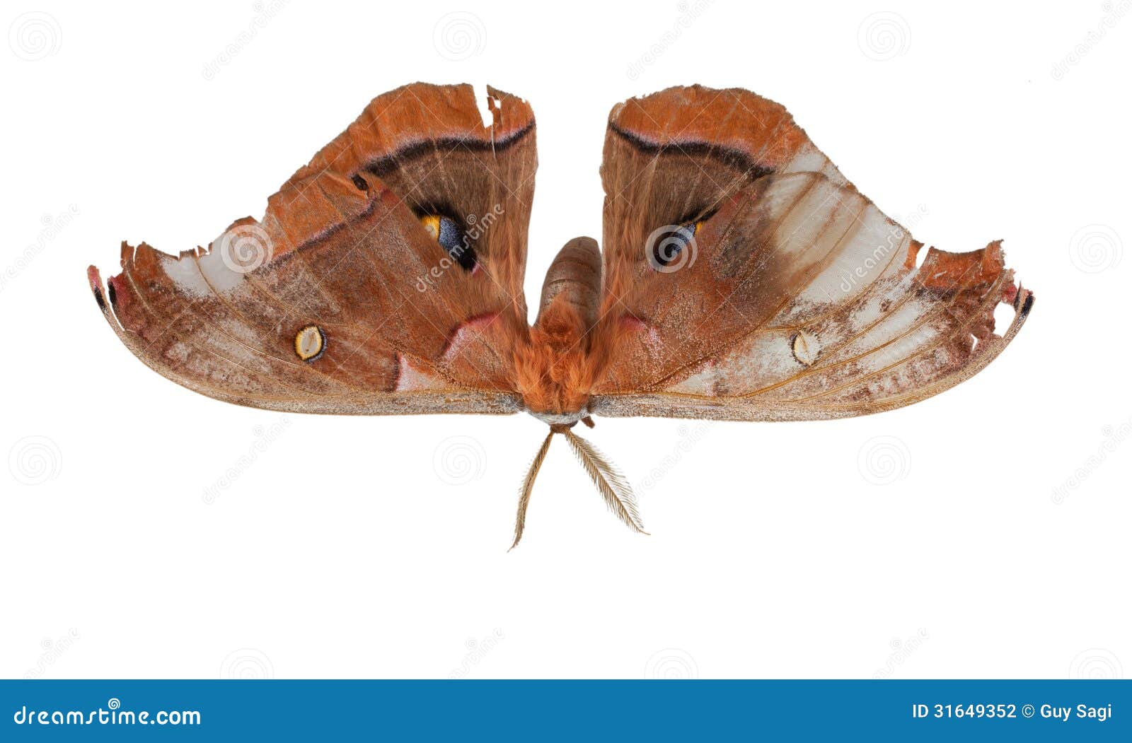 Full length moth stock photo. Image of legs, brown, moth - 31649352