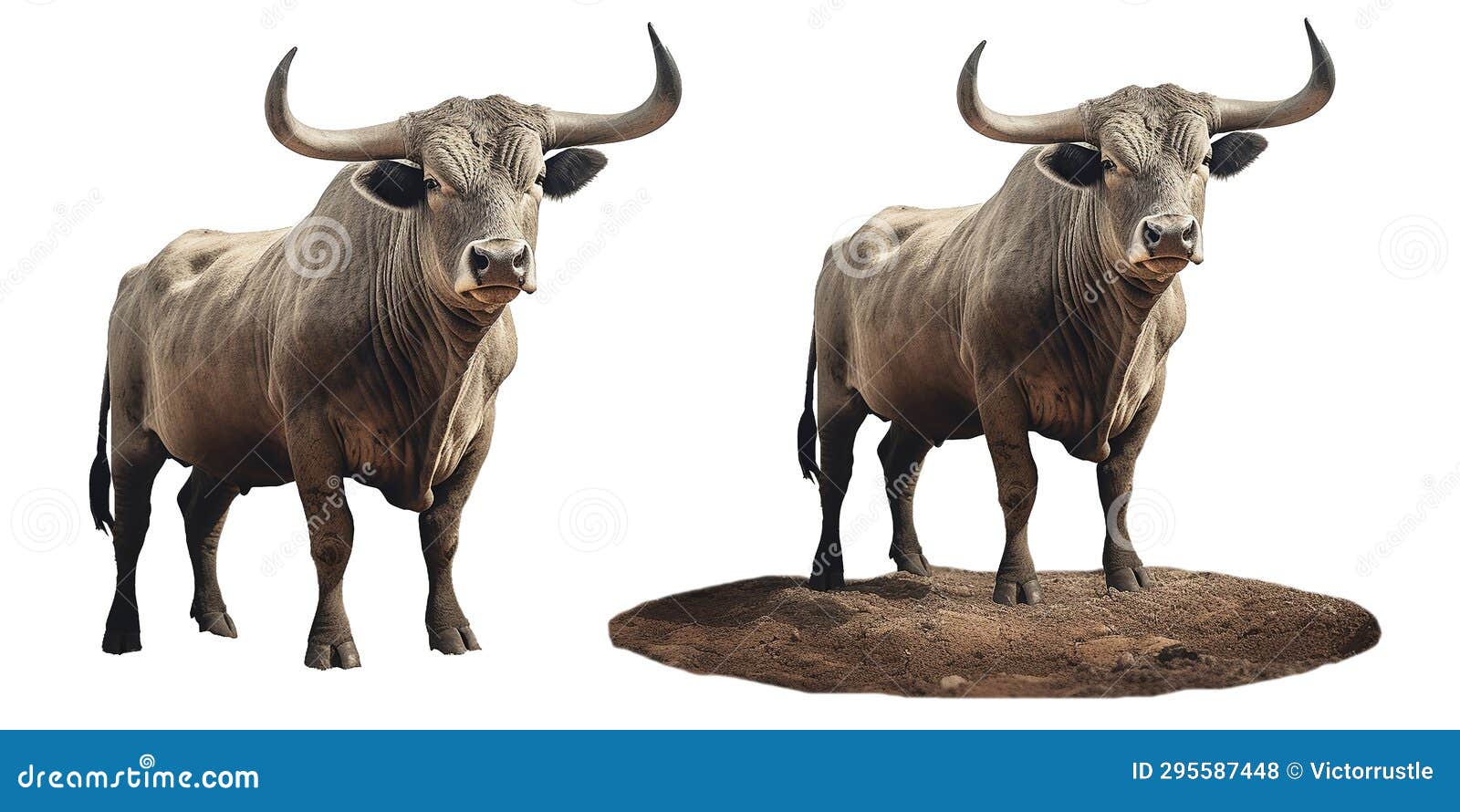 Full Length Portrait of a Bull Standing Isolated on White Stock ...