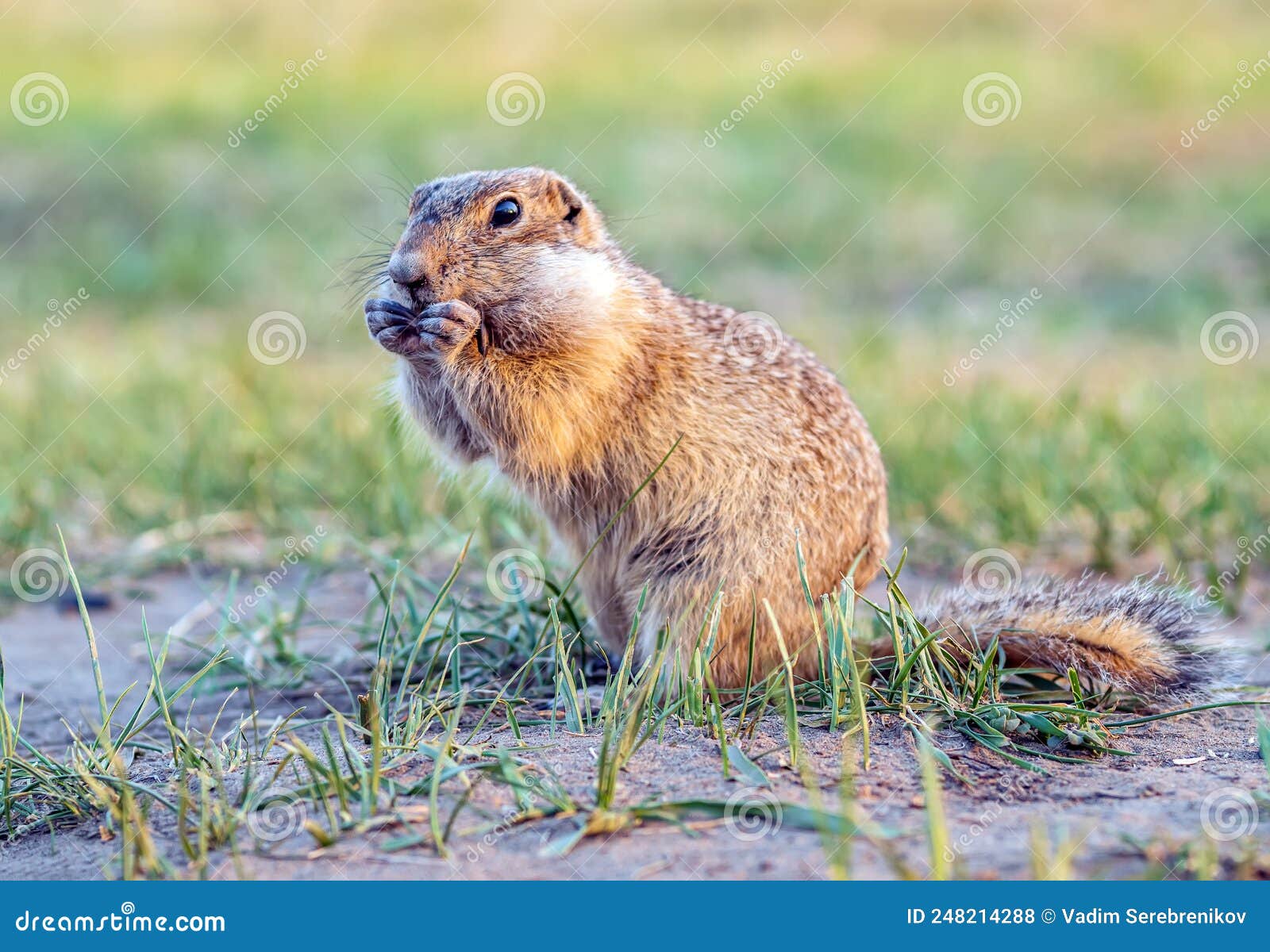 Full Length Portrait of Gopher on the Lawn Stock Photo - Image of ...