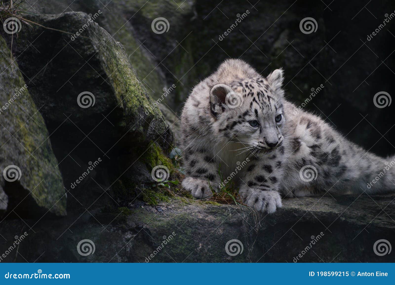 Full Length Portrait of Snow Leopard Cub on Rocks Stock Image - Image ...