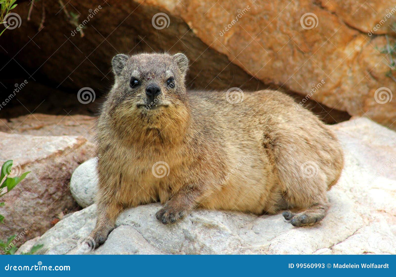 A Full-length Shot of a Cape Hyrax Stock Image - Image of shot ...