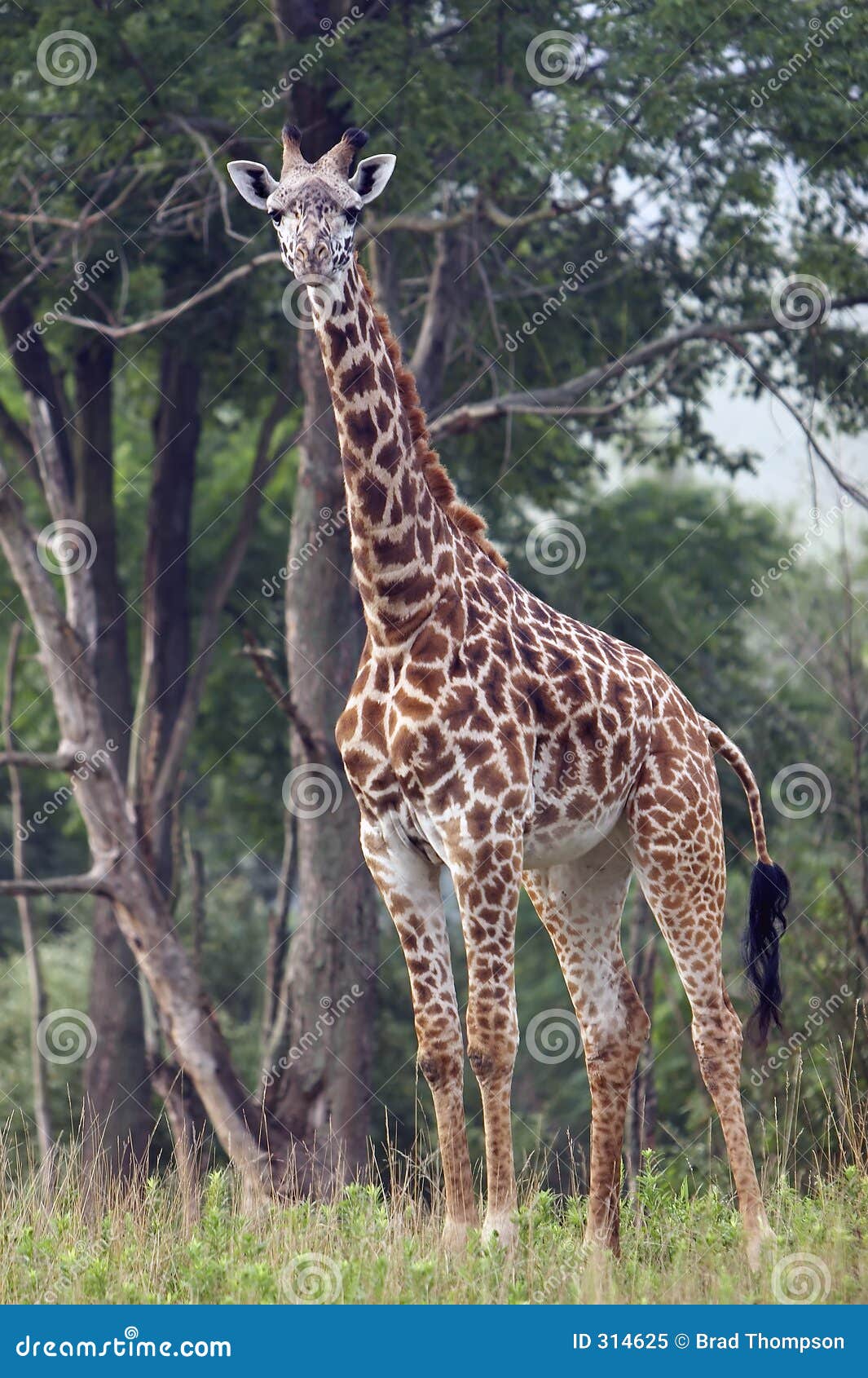 Full Length Shot of Entire Giraffe Stock Image - Image of spots, tall ...