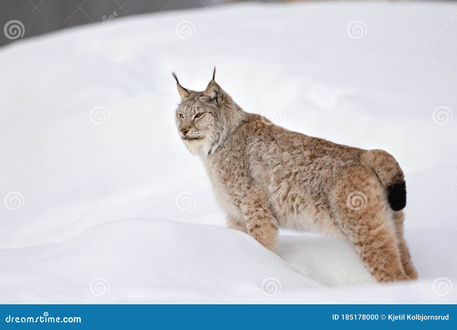 Full Length Side View of Lynx Standing on Snow Stock Photo - Image of ...