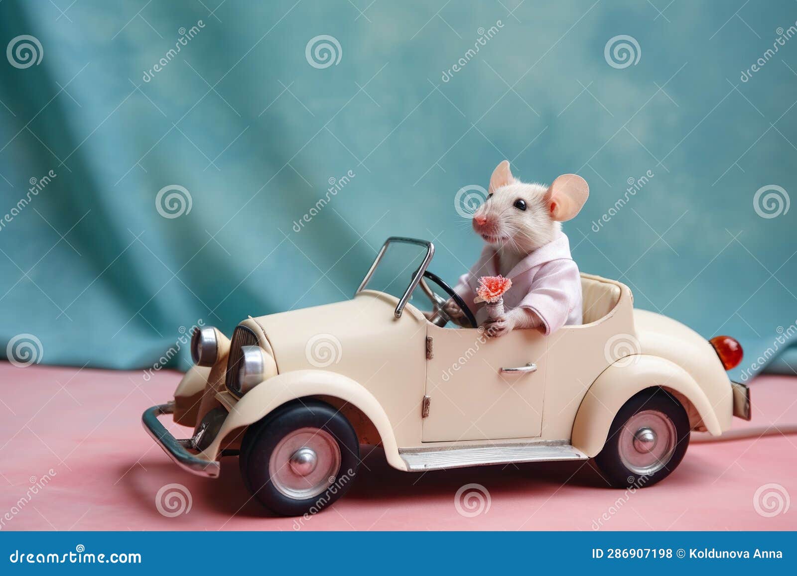 Full-length Studio Portrait of a Cute Mouse in Car, Concept of ...