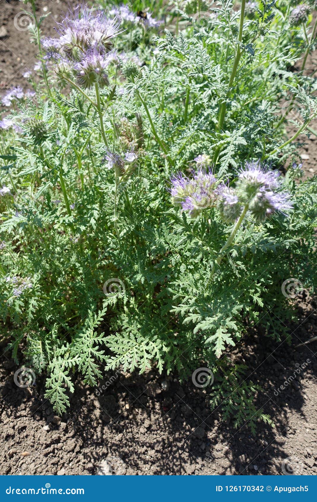 Full-length View of Phacelia Tanacetifolia in Bloom Stock Photo - Image ...